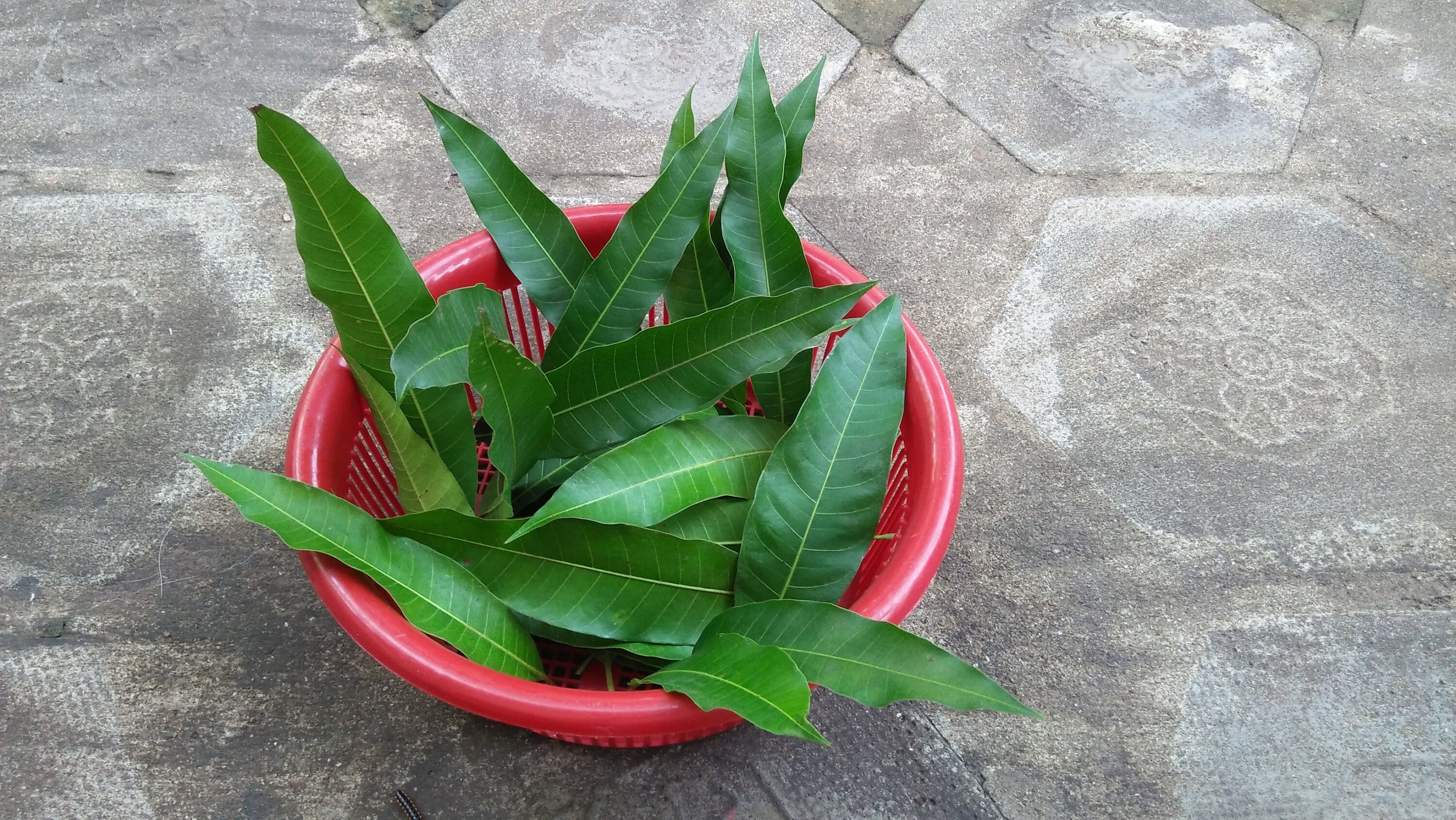 200 Mango Leaves,dried Mango Leaves, 100% Organic Dried Mango Leaves ...