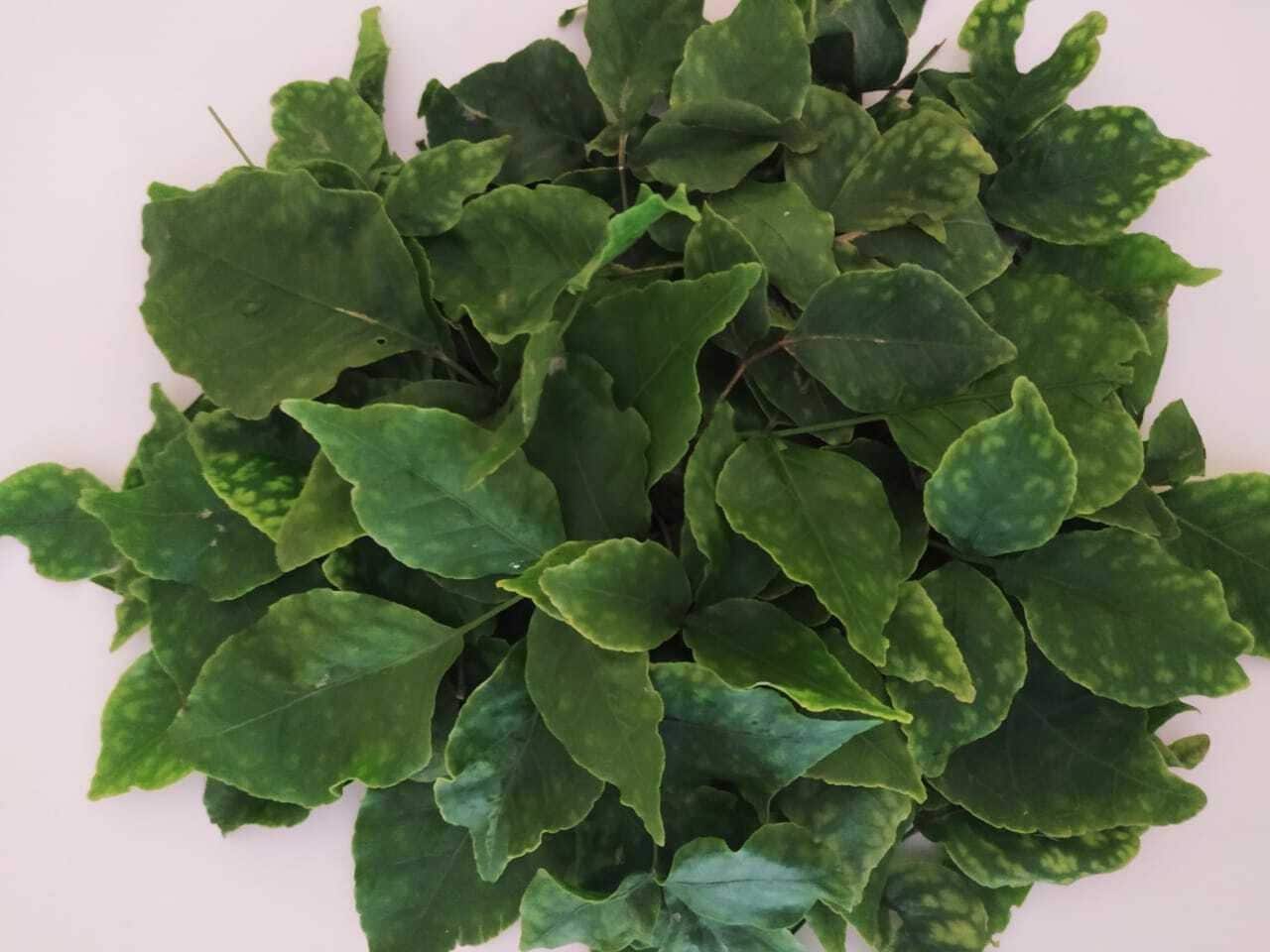 300 Bel Leaves,bael Leaves, Dried Bael Leaves, Half Sun-dried Bael ...