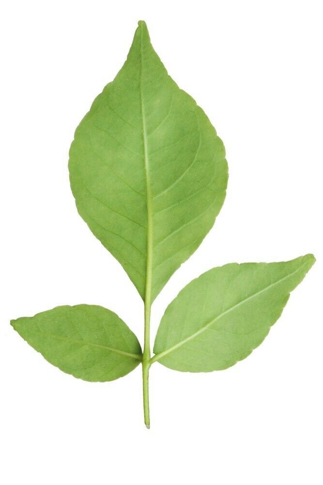 300 Bel Leaves,bael Leaves, Dried Bael Leaves, Half Sun-dried Bael ...