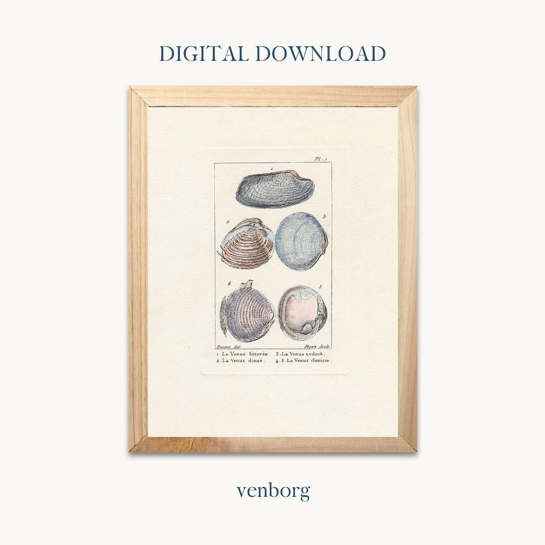 Vintage Seashell Illustration Wall Art | Seashells 1 – Le Venus ...