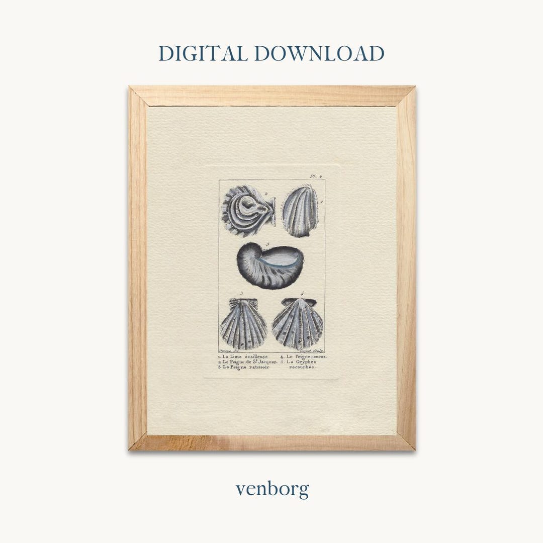 Vintage Seashell Illustration Art Print | Coastal Wall Decor (digital ...