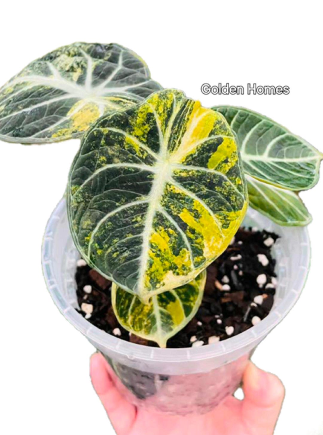 Alocasia Black Velvet Ninja Variegated Planting Corms Rare Variegated ...