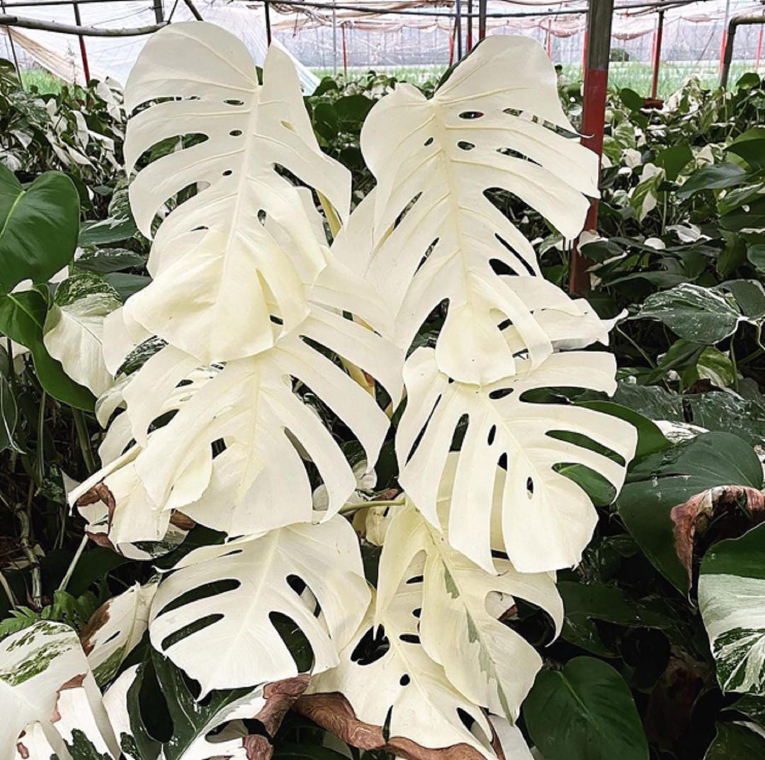 Monstera Albo Verigated Rooted Node Cuttings Rare Variegated Plant - Etsy