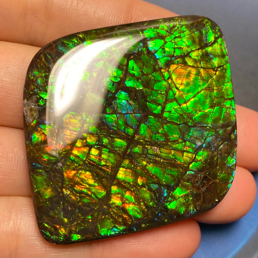 Authentic Green Natural Canadian Ammonite Fossil Specimen Gemstone ...