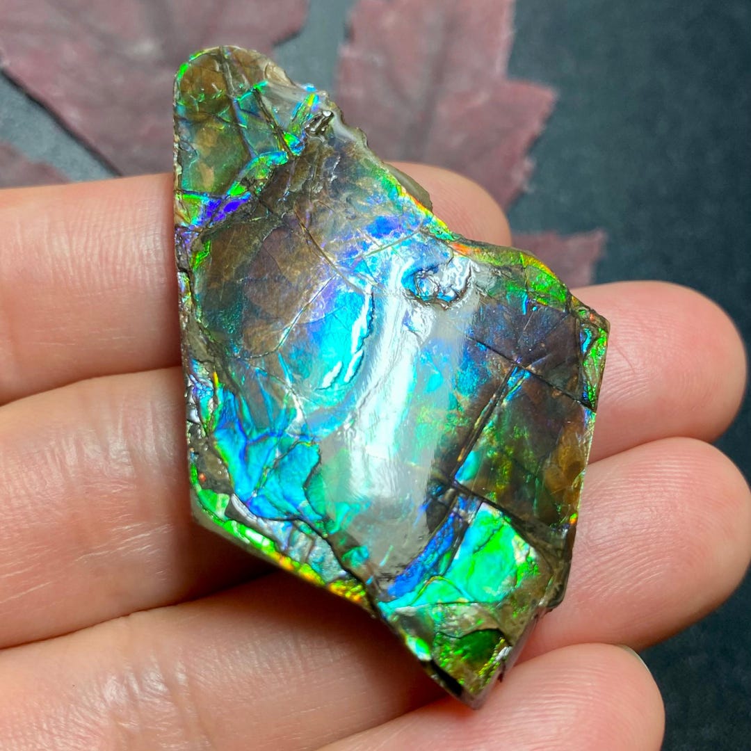 Rare Raw Ammolite Stone Unique Colorful Fossil Gem Natural Canadian ...