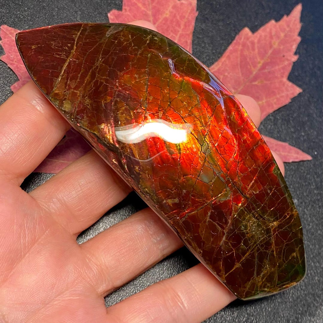 Canadian Ammolite Fossil Raw Specimen Red Iridescent Ammonite Display ...