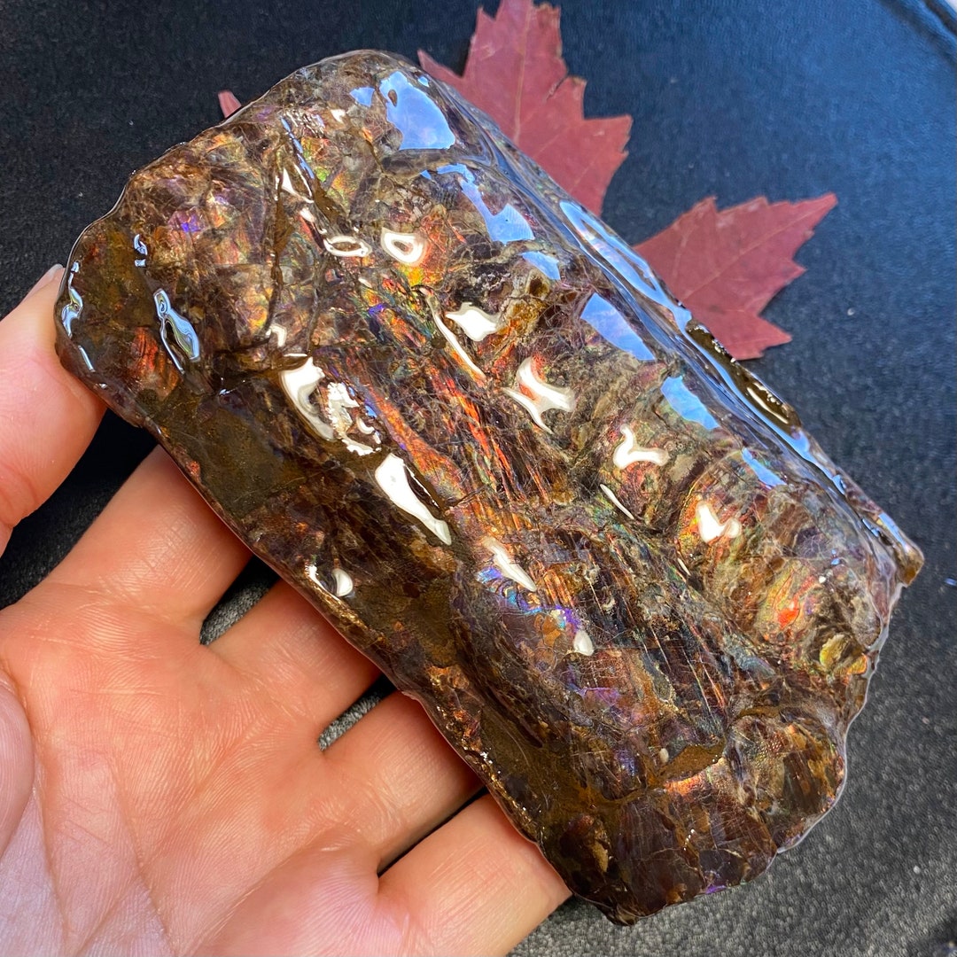 Natural Canadian Ammonite Baculite Specimen 111X65X32 Mm 361 Grams ...