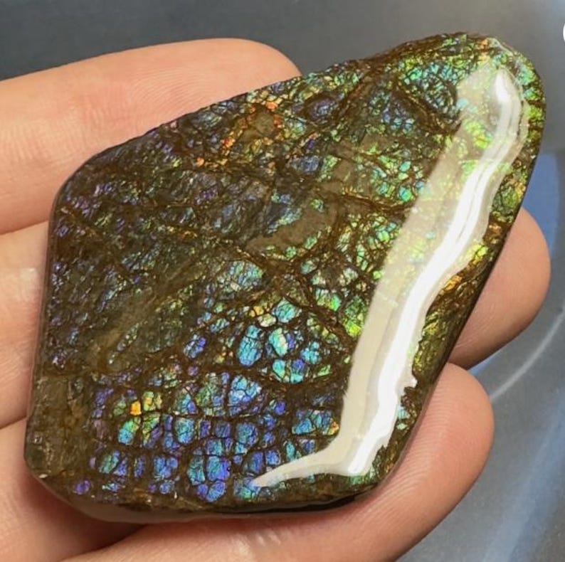 Natural Canadian Ammolite Gemstone Fossil Freeform Dragon Skin Multiple ...