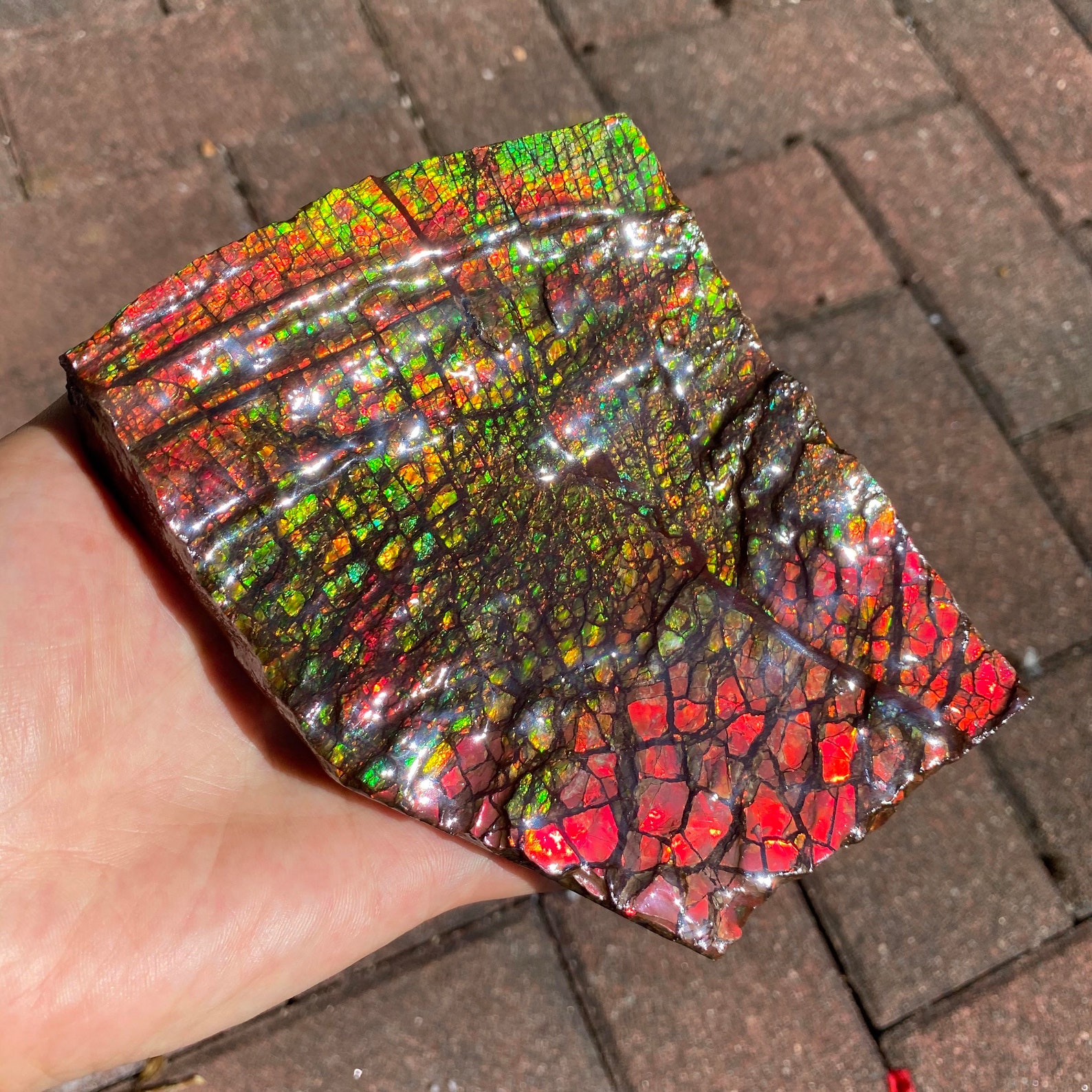 Natural Canadian Ammonite Ammolite Specimen Display Piece 170*142*61 Mm ...