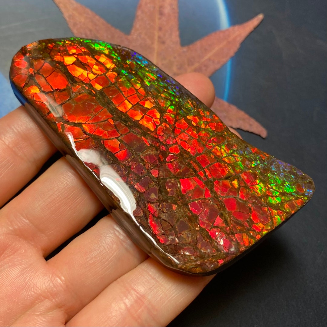Natural Canadian Ammonite Freeform Gemstone 87X45X9 MM 88 Grams #3010 ...