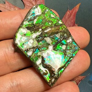 Canadian Ammonite Freeform Gemstone 36X33 Mm #3018-62 - Etsy