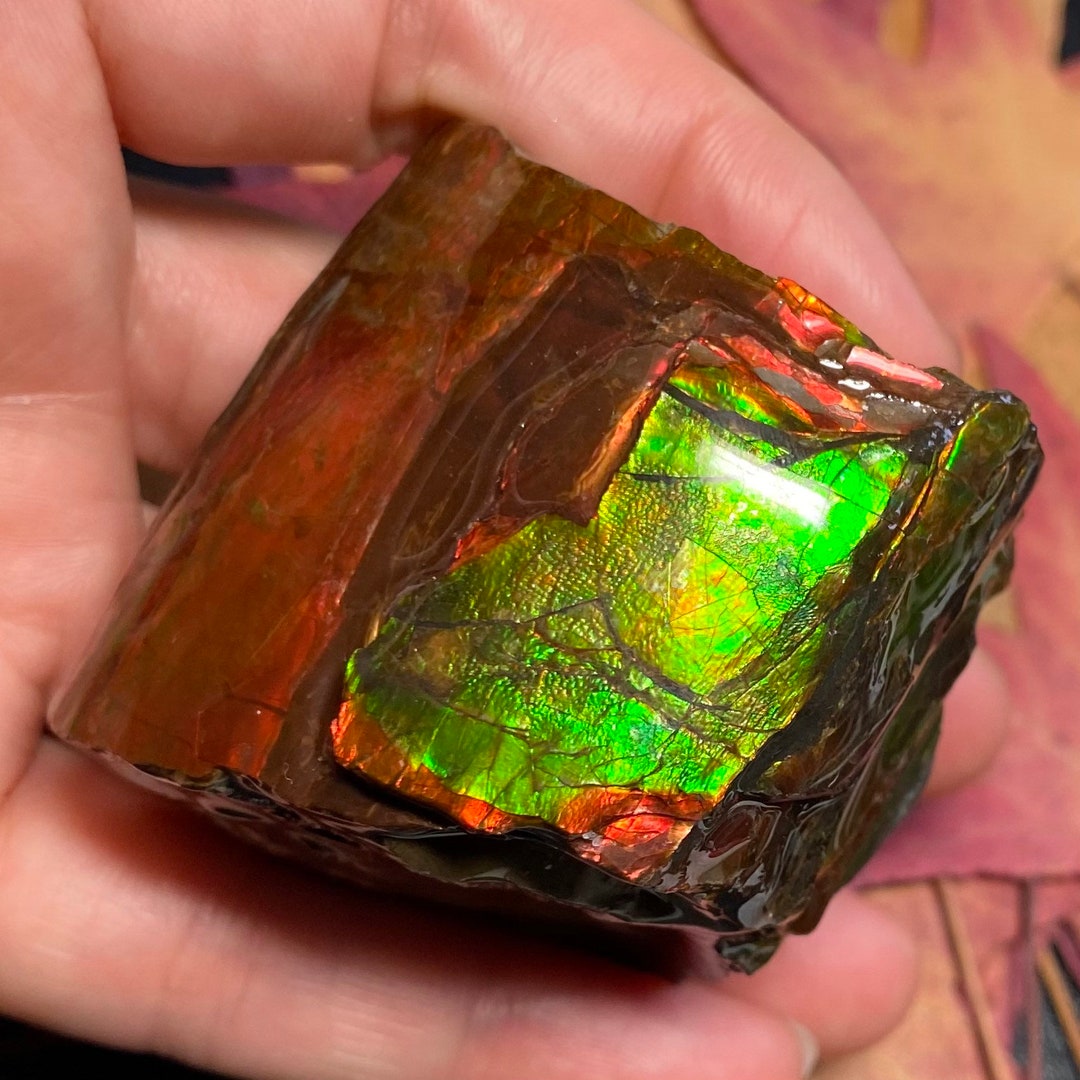 Natural Canadian Ammonite Baculite Specimen 51X46X47 Mm 173 Grams #2555 ...