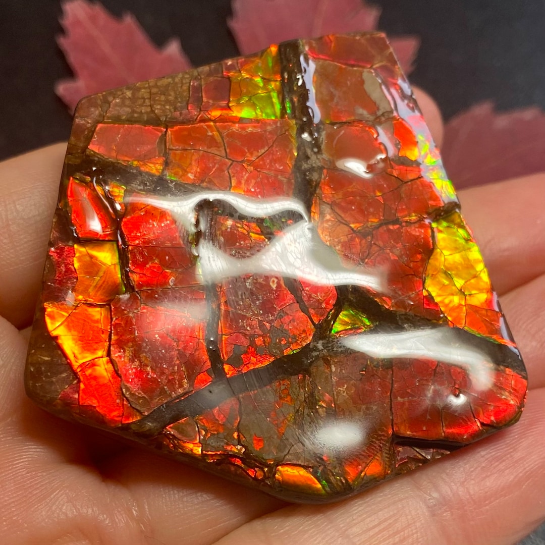 Natural Canadian Ammonite Freeform Specimen 53X53X11 MM 64 Grams #2857 ...