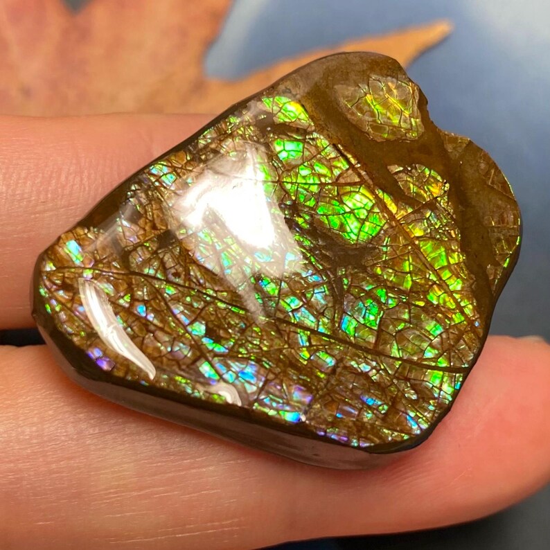 Canadian Ammonite Ammolite Freeform Specimen 34X28X10 Mm 19 Grams #2555 ...