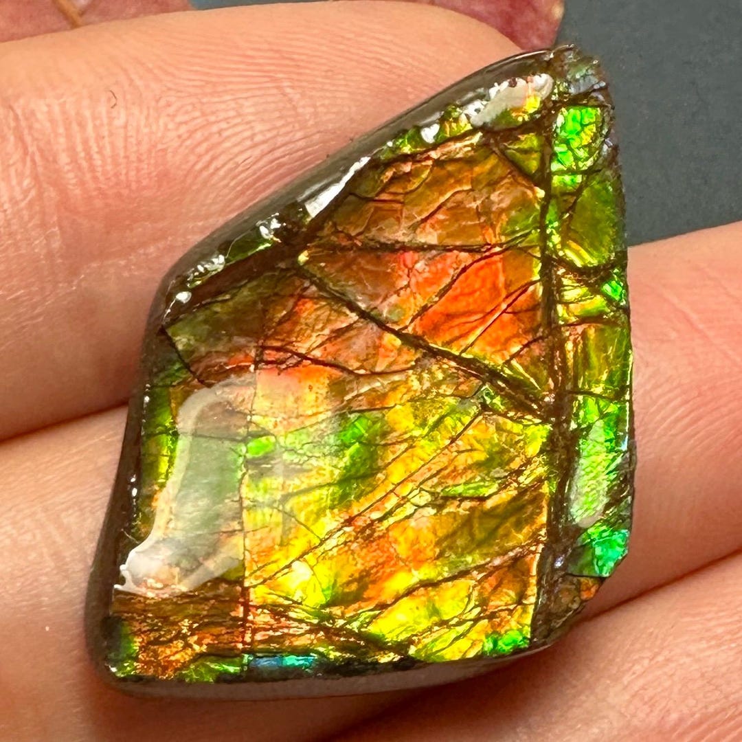 Canadian Ammonite Freeform Gemstone 33X21 MM #3026-28 - Etsy