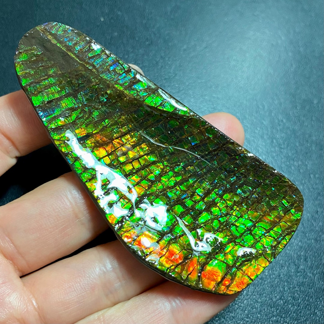 Canadian Ammolite Ammonite Gemstone Specimen Healing Ammolite Fossil ...