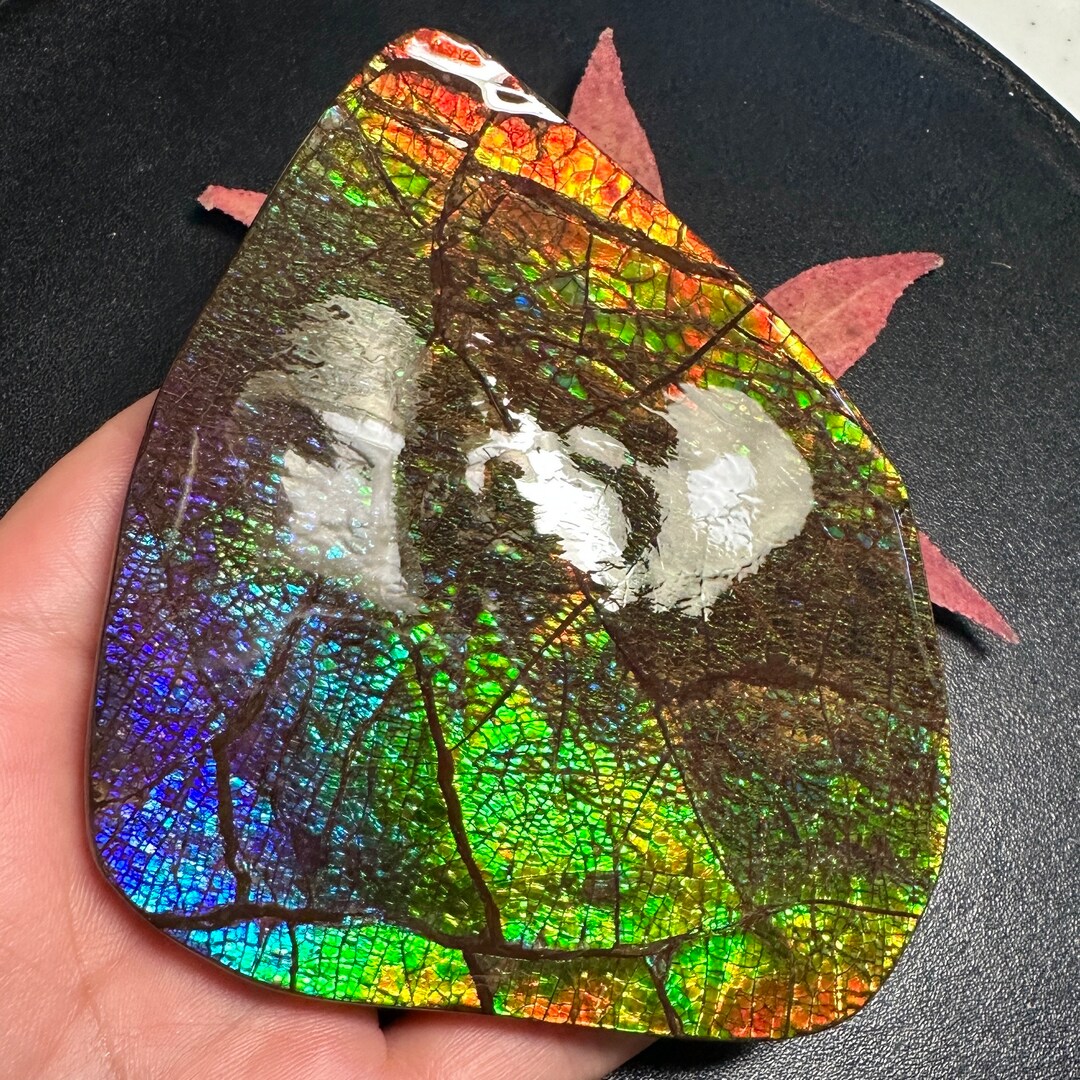 Natural Canadian Ammonite Freeform Gemstone 101X93X16 MM 251 Grams ...