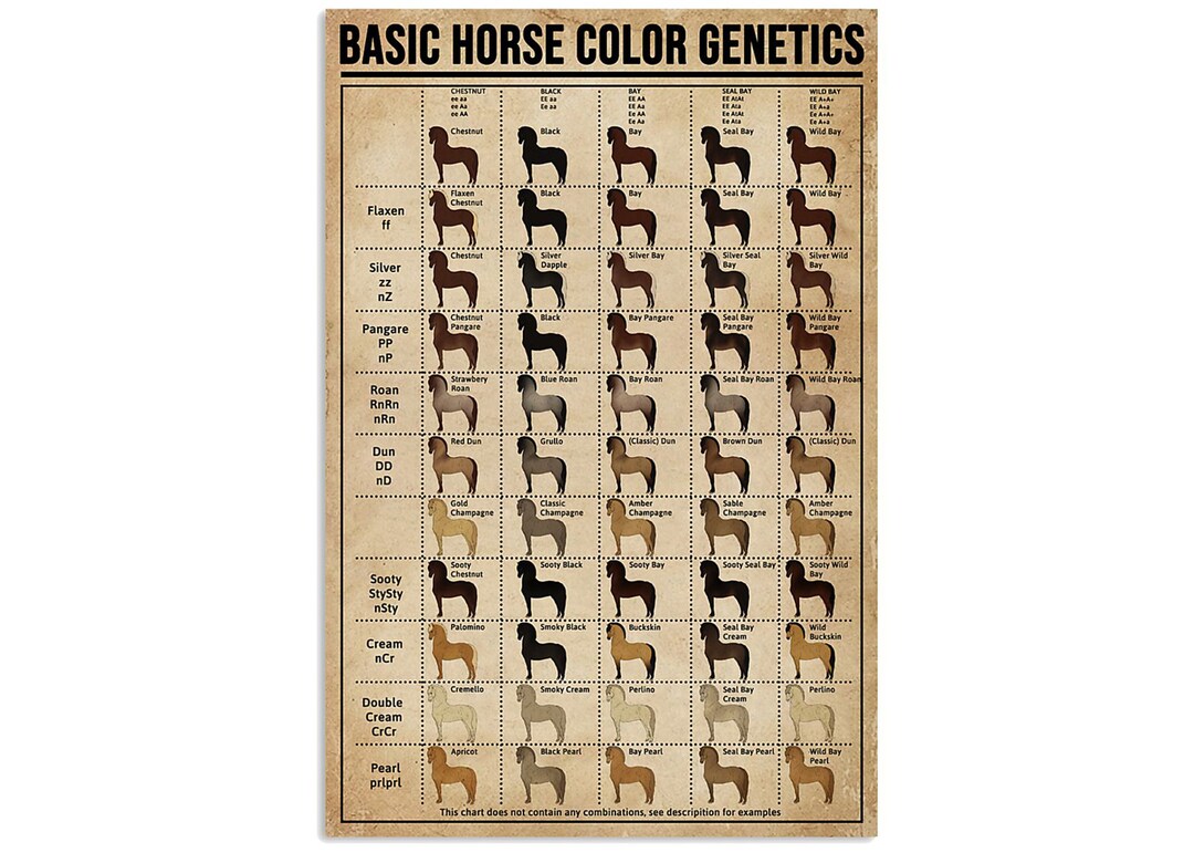 Basic Horse Color Genetics Hore Poster Horse Art Print - Etsy Australia