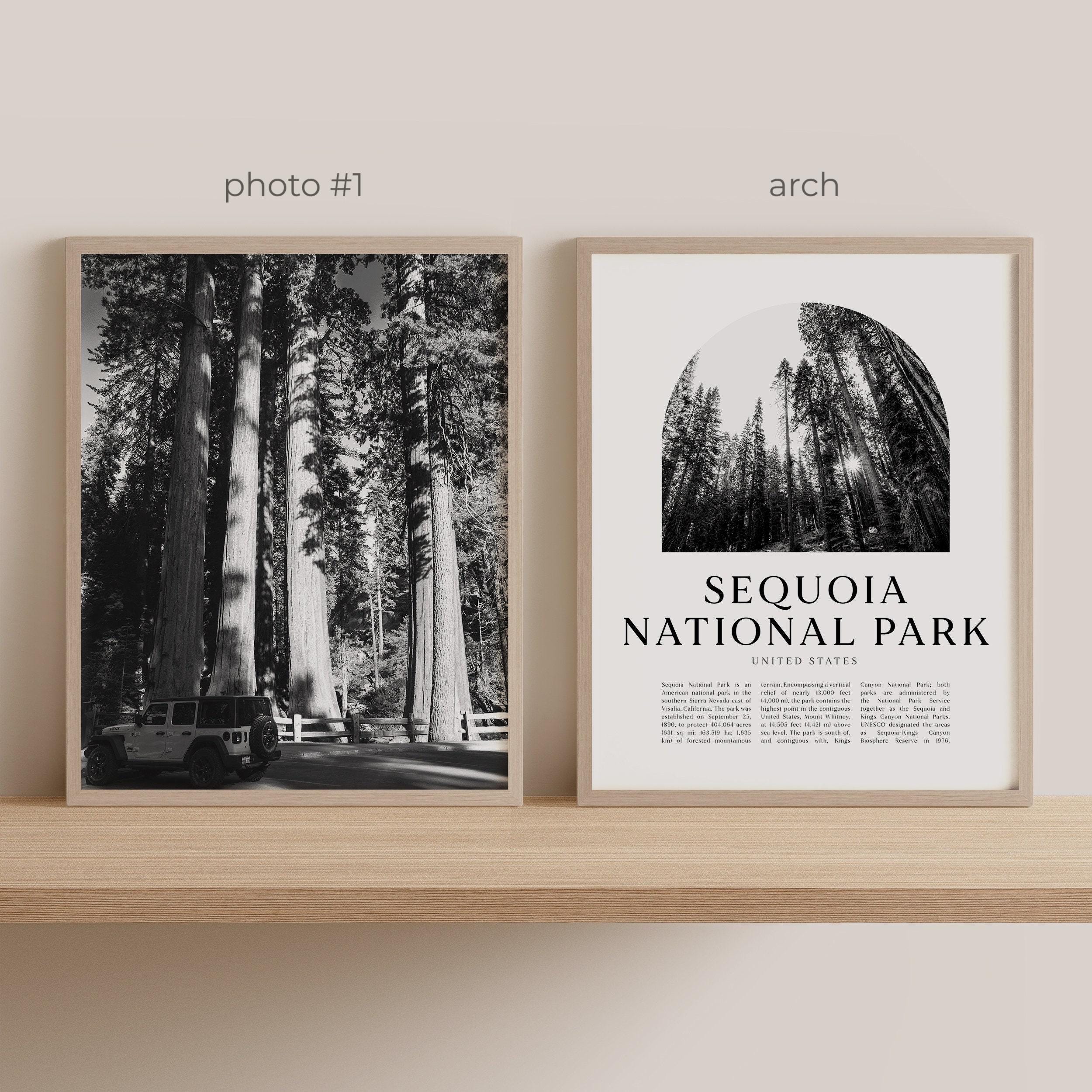 Sequoia National Park Gallery Wall Art - Set of 6, Sequoia Photo ...