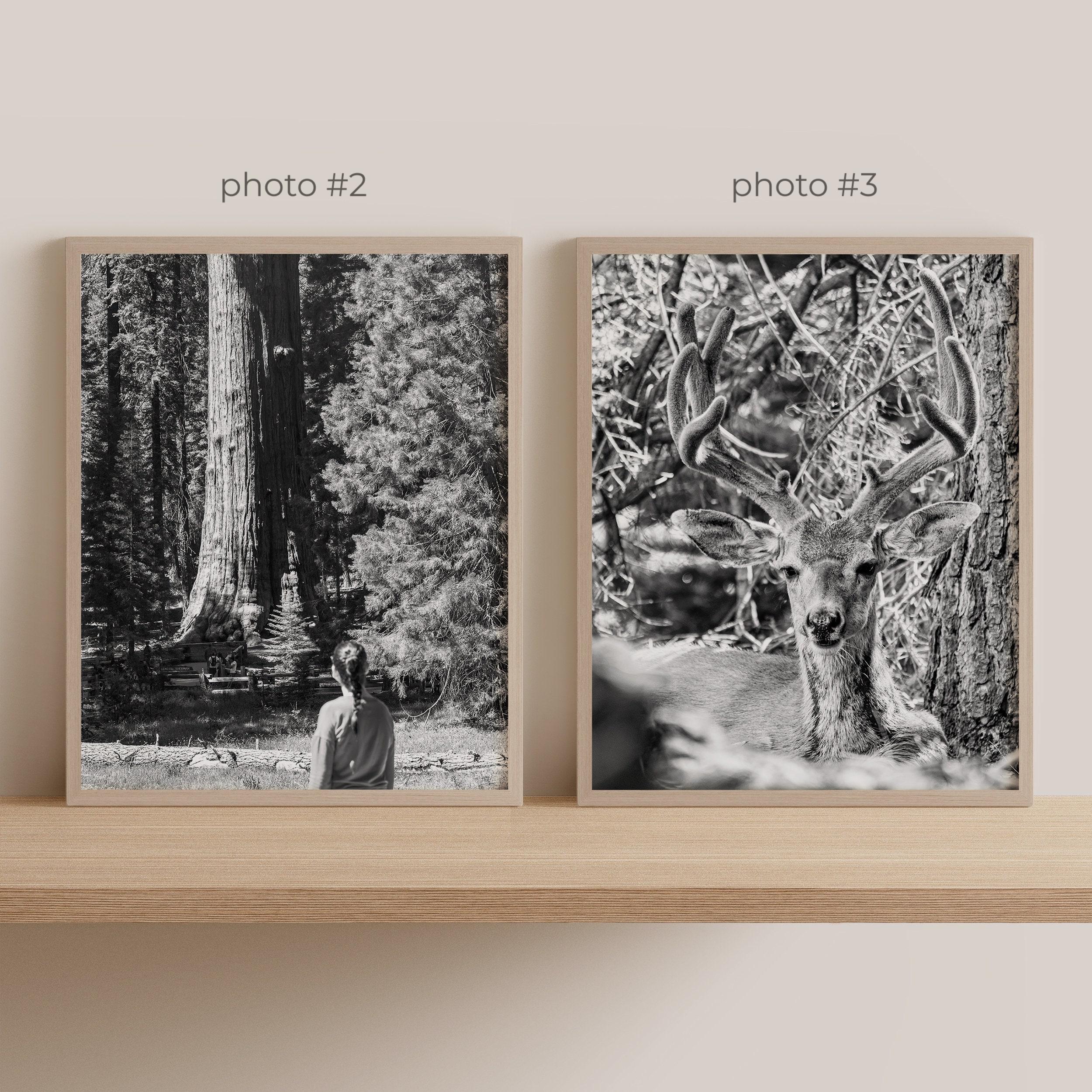 Sequoia National Park Gallery Wall Art - Set of 6, Sequoia Photo ...