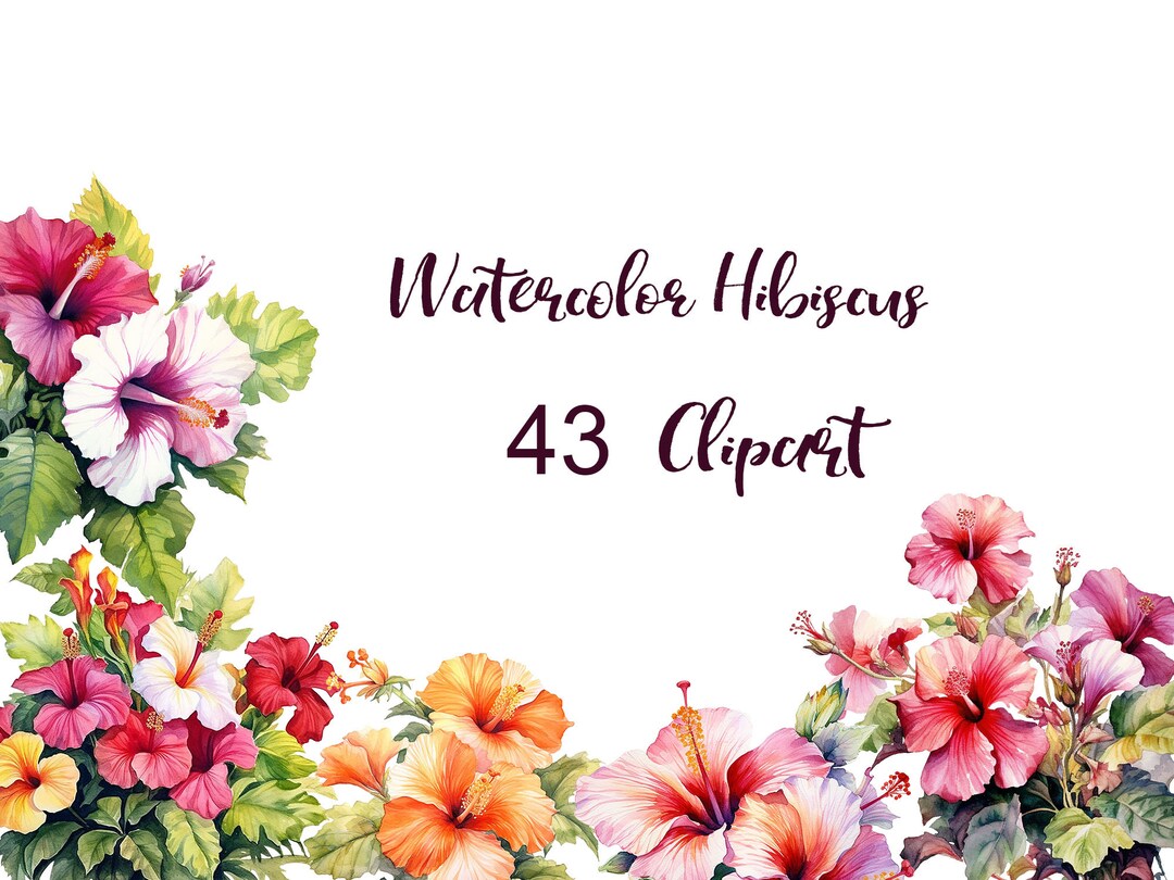 Hibiscus Watercolor Clipart, Watercolor Hibiscus Bouquet Clipart, Flora ...