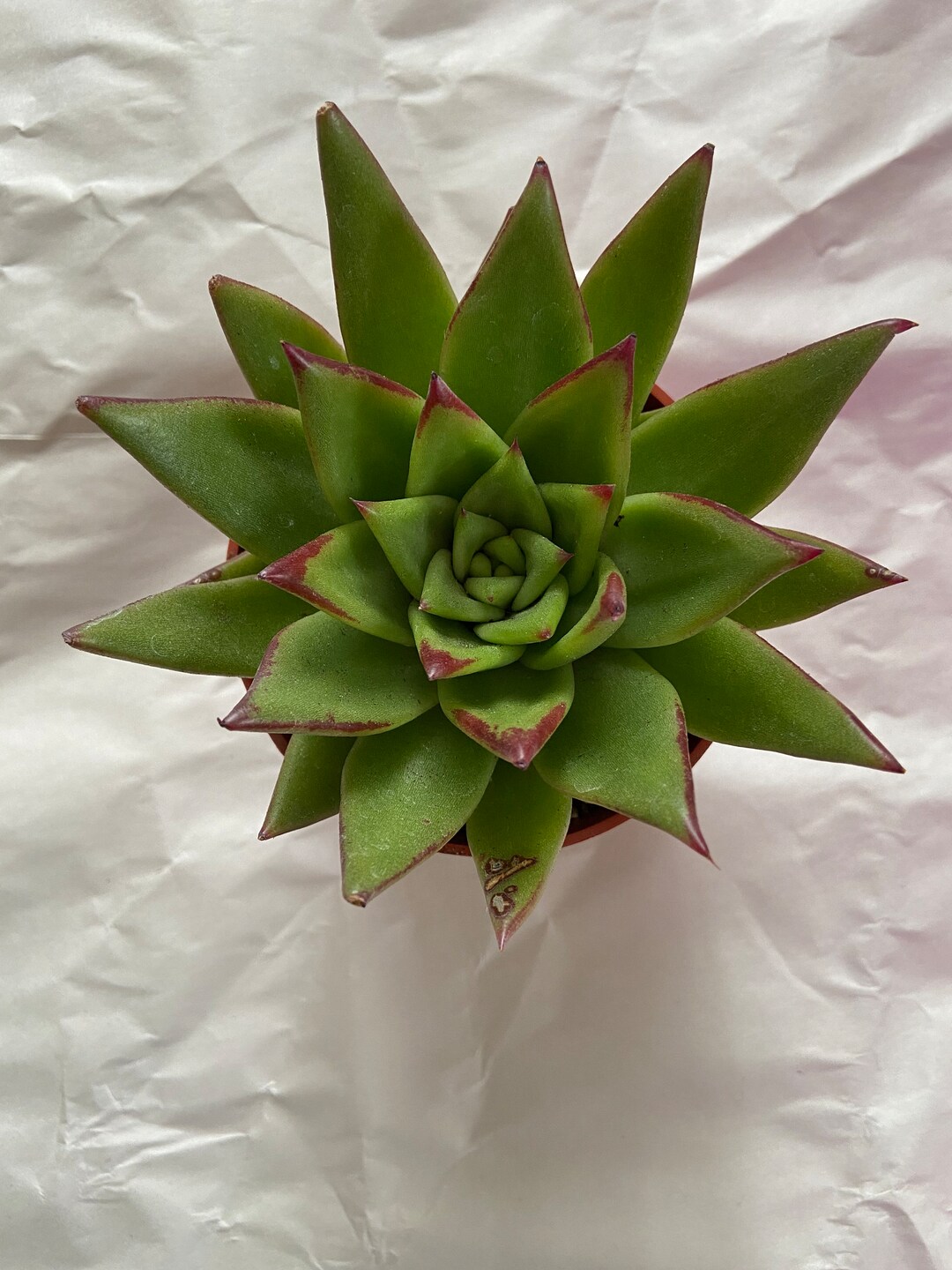Echeveria Agavoides Succulent Plant 4 Inch - Etsy