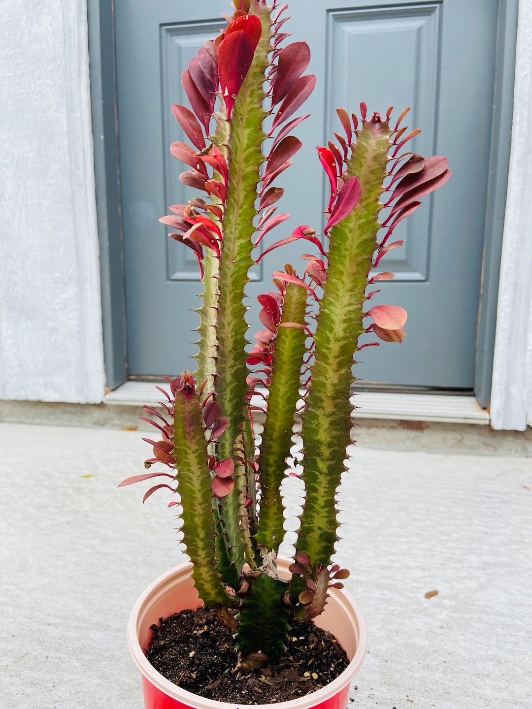 Euphorbia Trigona Full Size Plant Succulent African Milk - Etsy