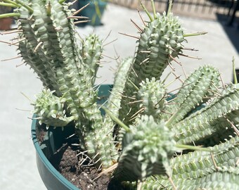 Variegated Corn Cob Cactus 4 Inch Euphorbia Mammillaris Variegata Live ...