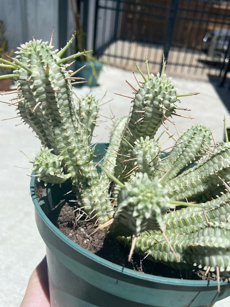 Euphorbia Indian Corn Cob Cactus - Etsy