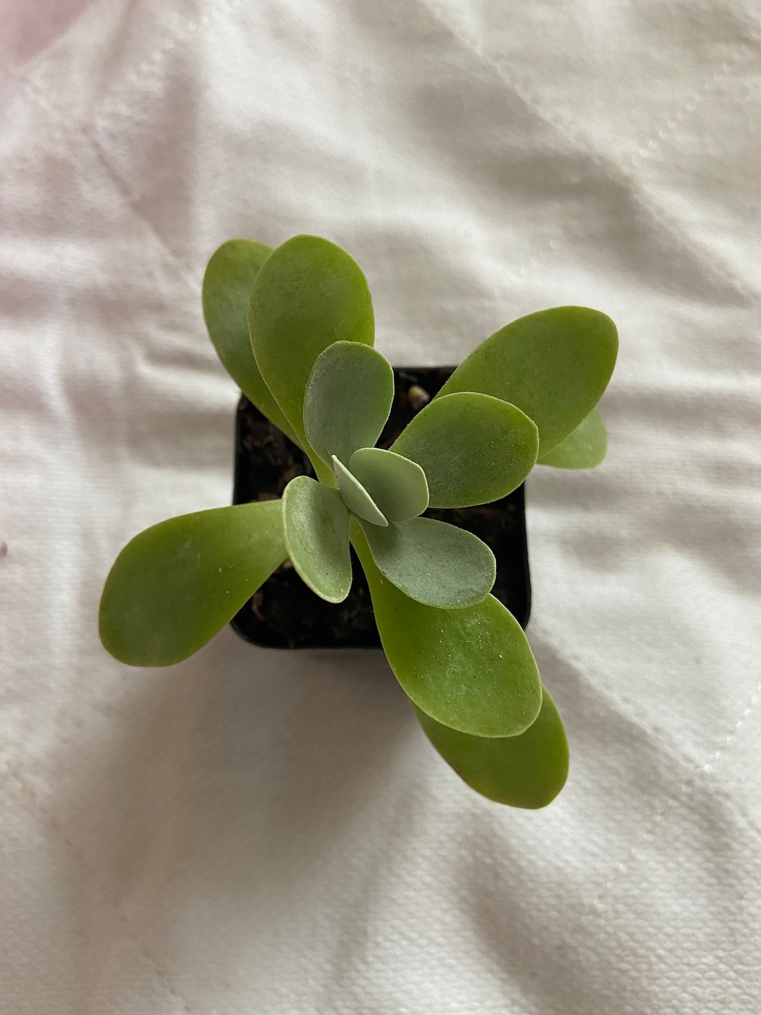 Flapjacks 2 Inch LIVE Succulent Plant - Etsy
