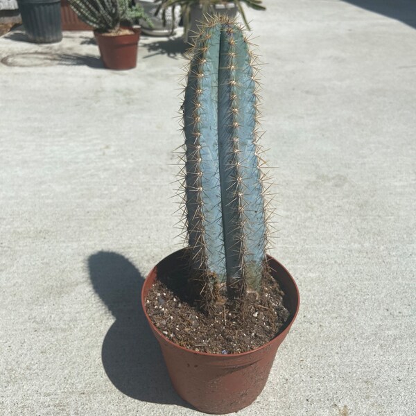 Blue Cactus Live Plant - Etsy