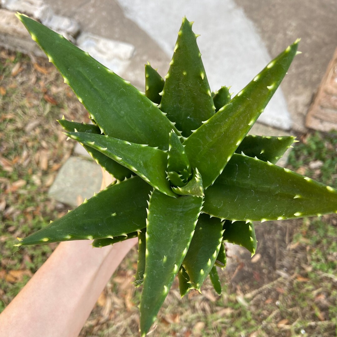 Gold Tooth Aloe Aloe Nobilis Short Leaf Aloe Succulent LIVE Plant - Etsy