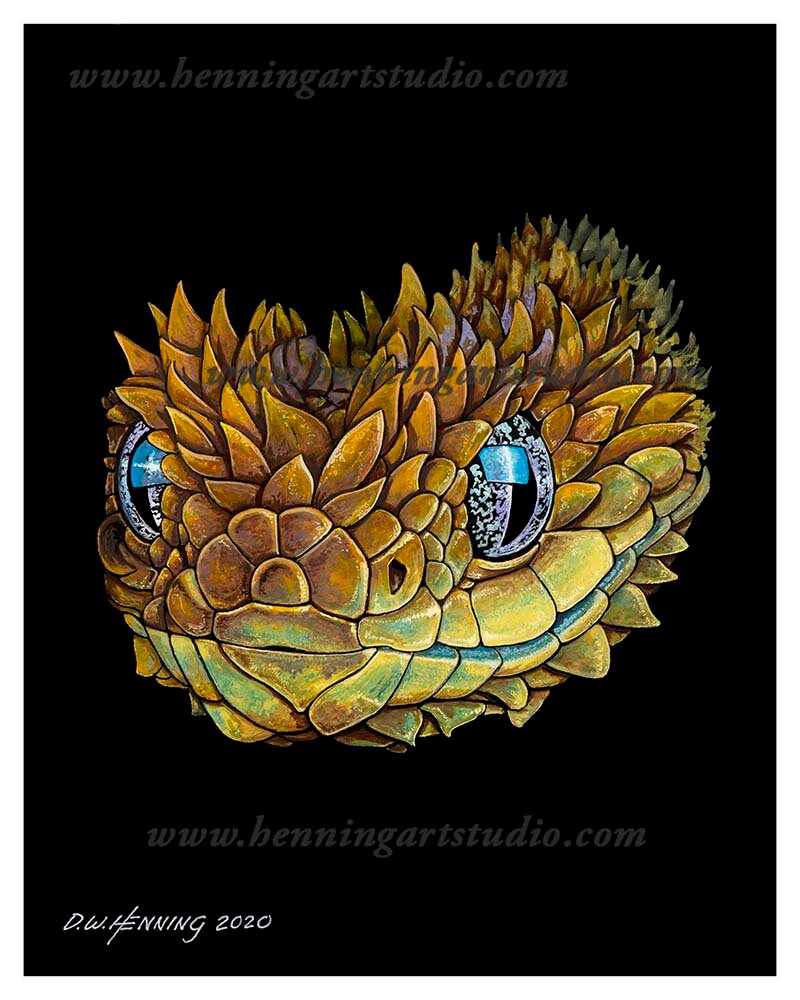 0727 Bush Viper 8x10 - Etsy
