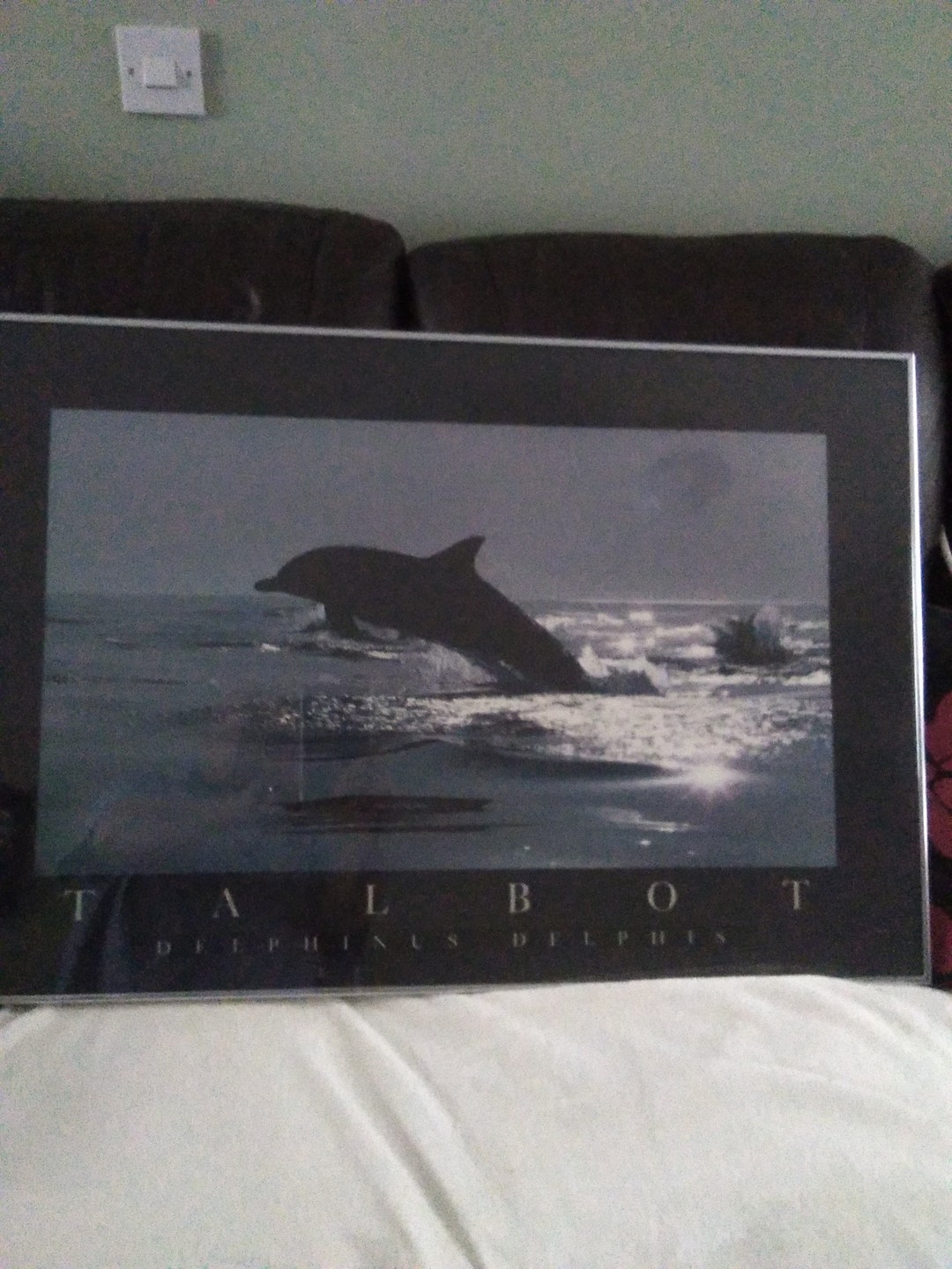 Bob Talbot Marine Photography 'delphinus Delphis' Print 1987 - Etsy