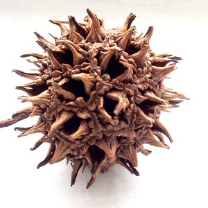 Organic Large Sweet Gum Tree Seeds - Etsy