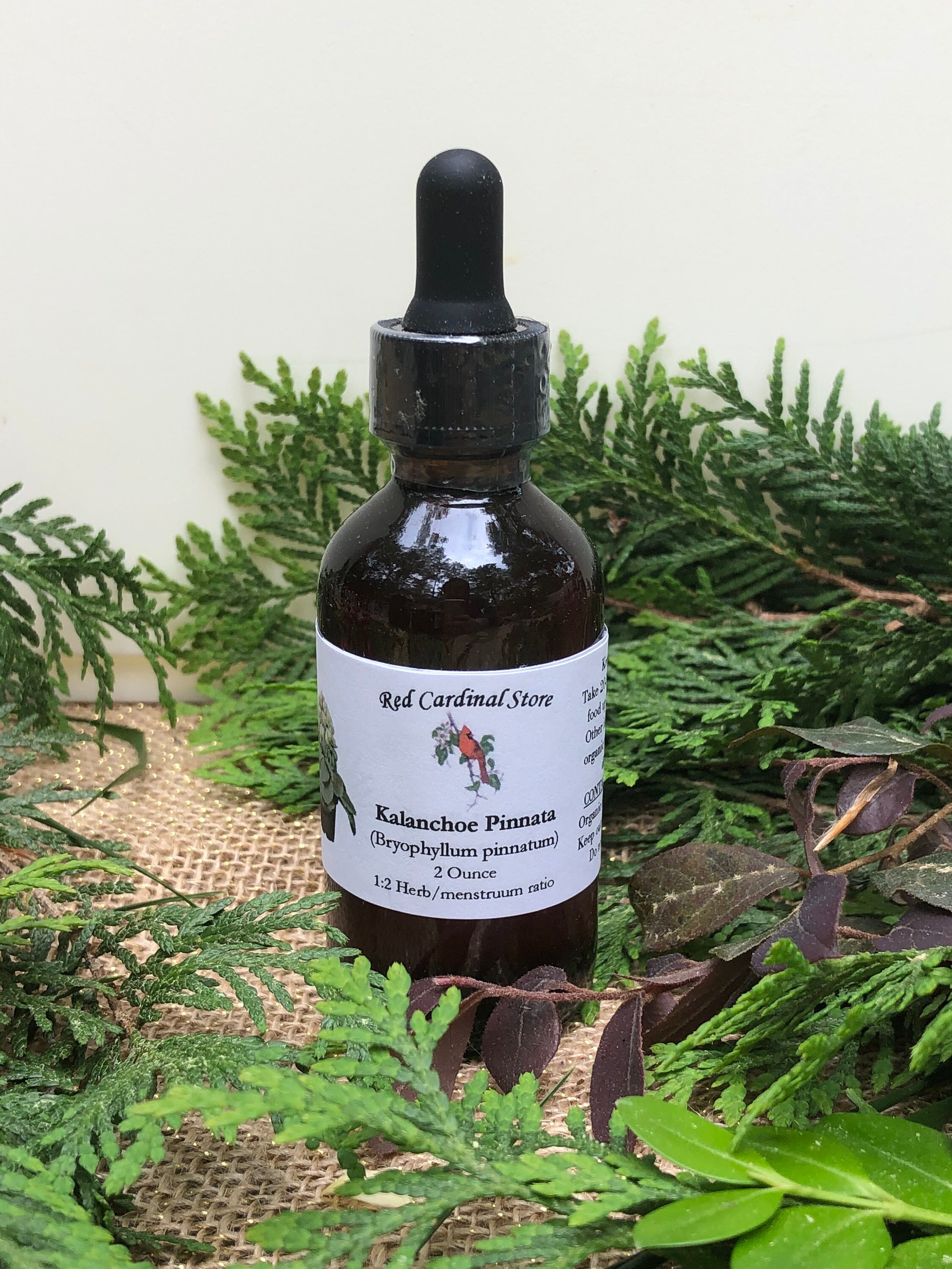 Kalanchoe Pinnata Tincture Herb Extract Double Extraction - Etsy