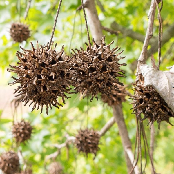 Sweet Gum - Etsy