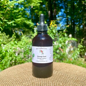 Plantago Asiatica Seed (asian Plantain, Che Qian Zi) Tincture Herb ...