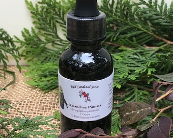 Kalanchoe Pinnata - Etsy