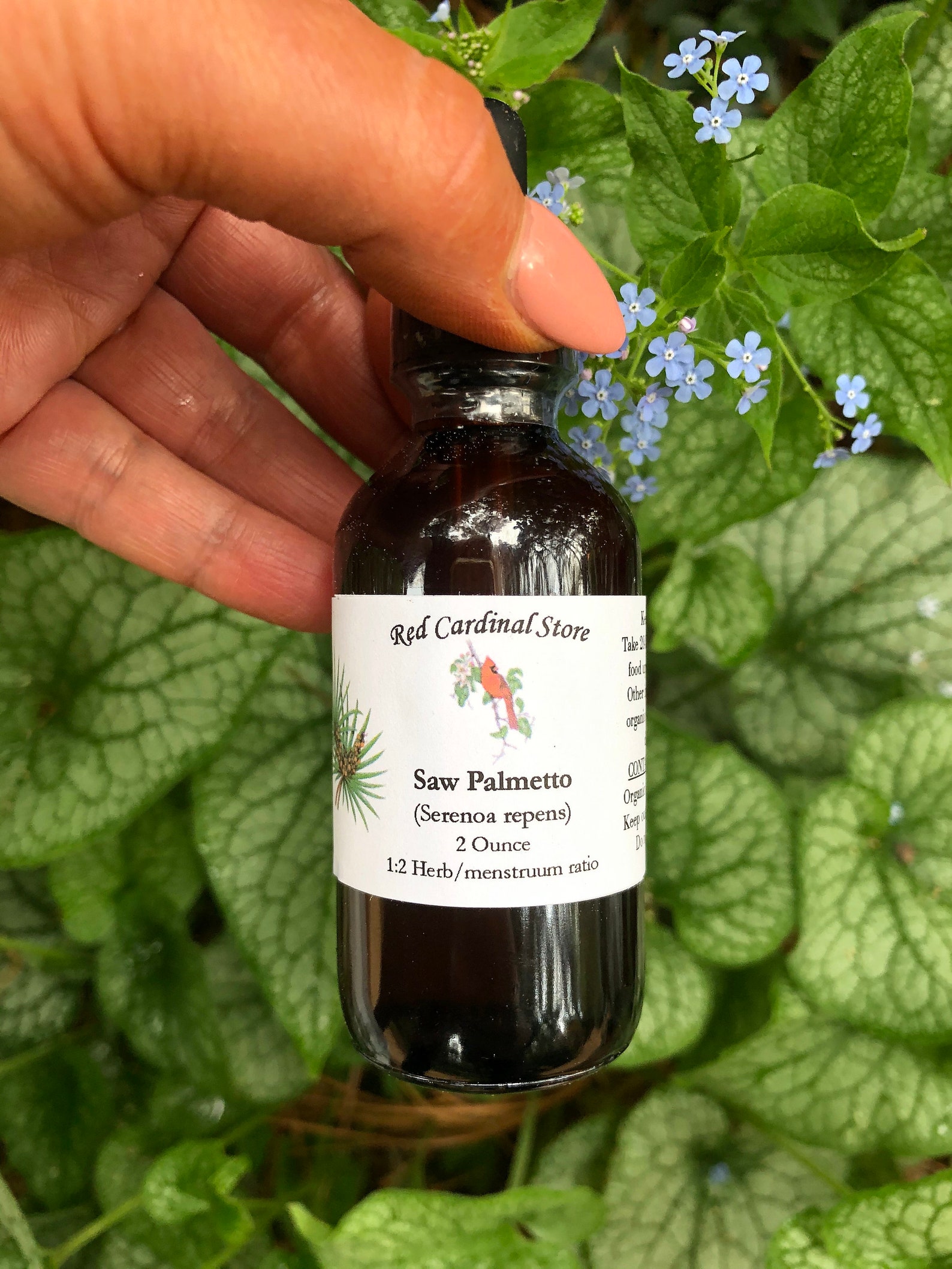 Saw Palmetto Berry (dwarf Palm, Shrub Palmetto) Tincture Herb Extract ...