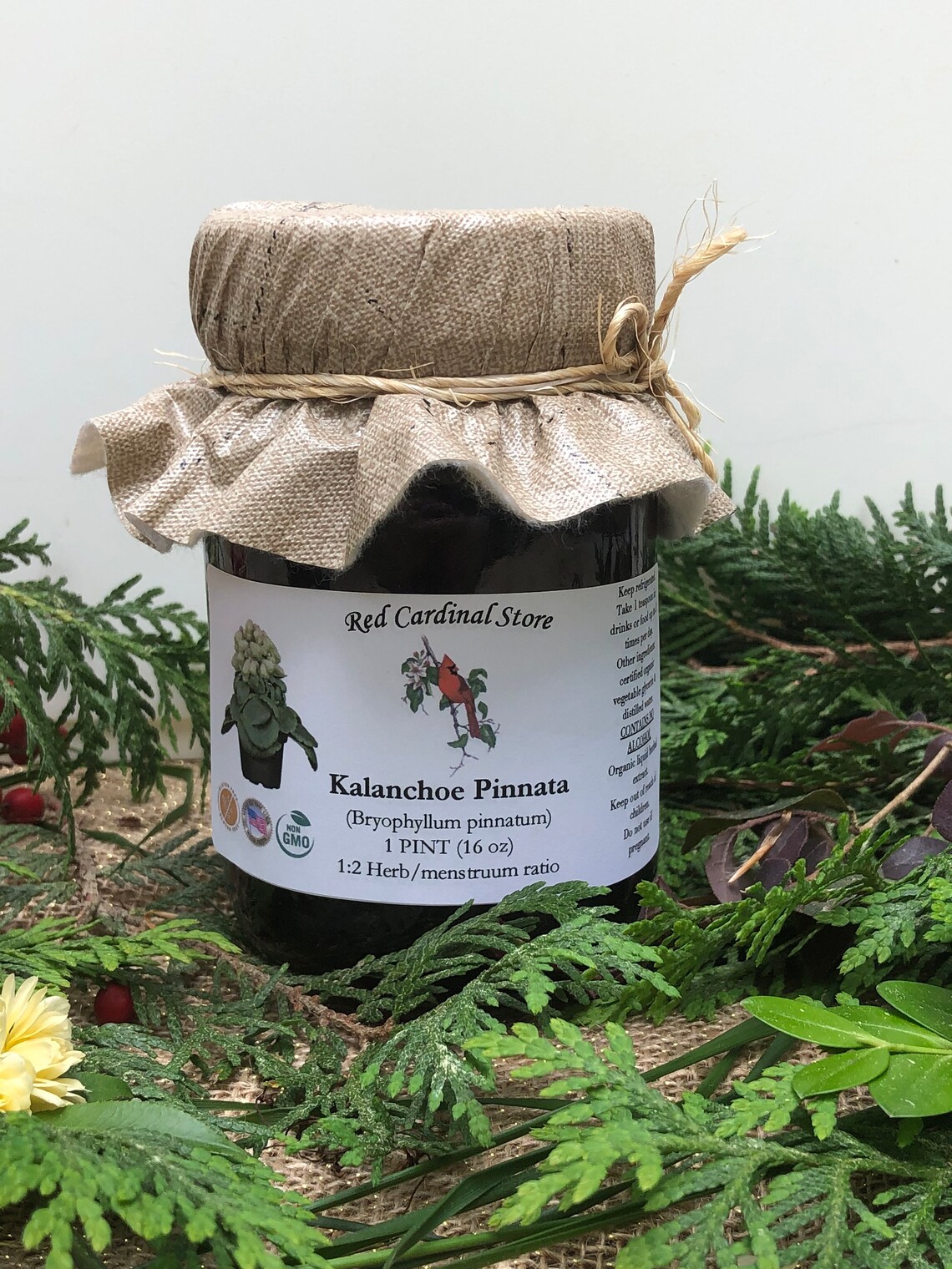 Kalanchoe Pinnata Tincture Herb Extract Double Extraction - Etsy