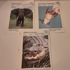 Wildlife Fact Files Set of 12 Assorted Animal Sheets Mammals - Etsy