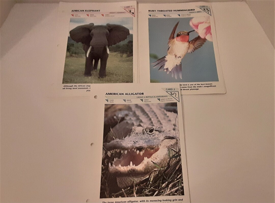 Wildlife Fact Files Set of 12 Assorted Animal Sheets Mammals - Etsy