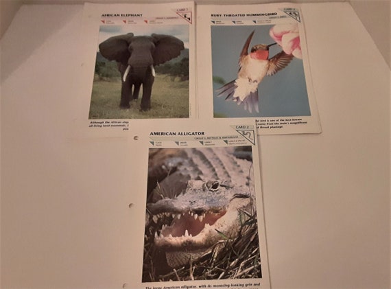 Wildlife Fact Files Set of 12 Assorted Animal Sheets Mammals - Etsy