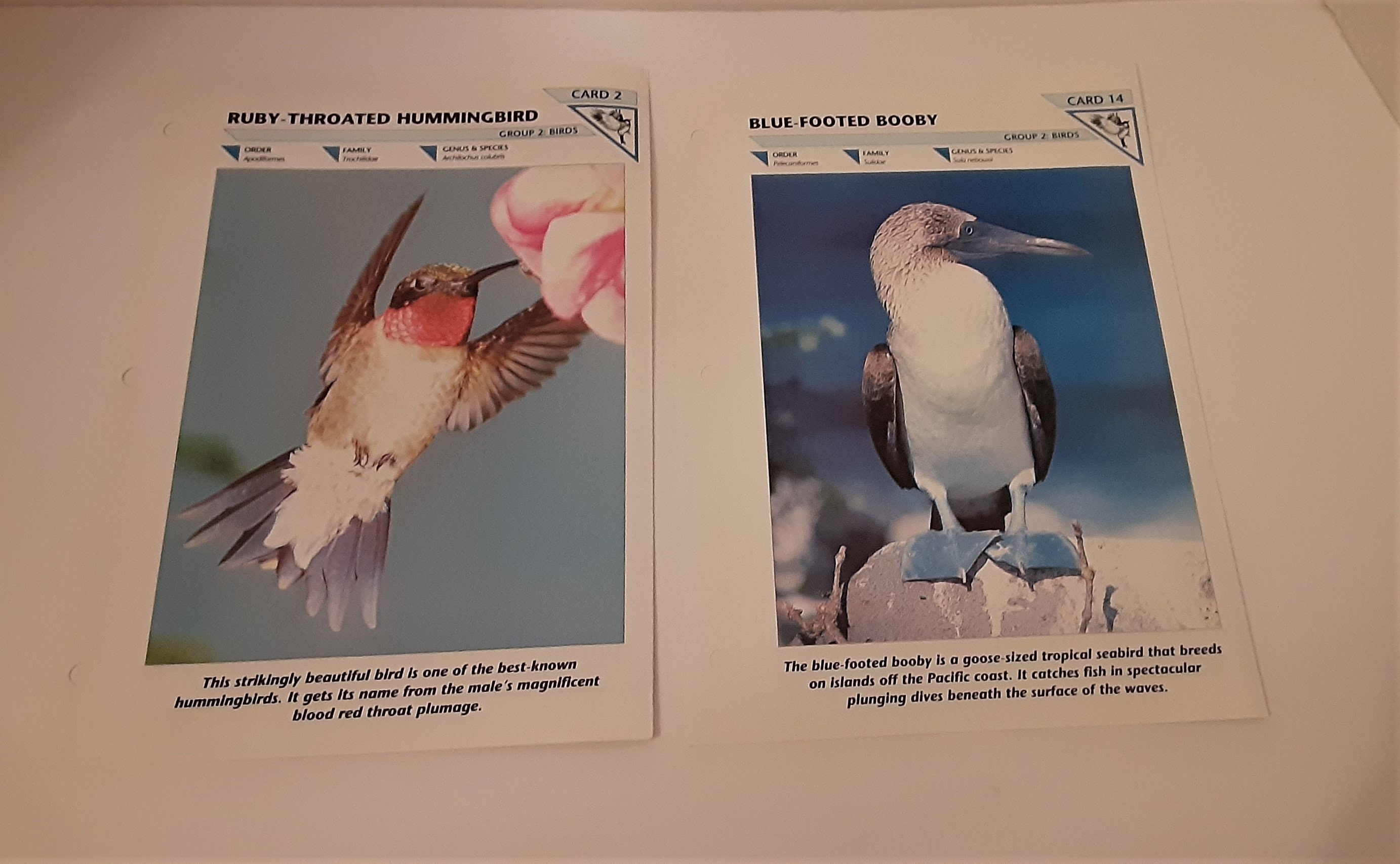 Wildlife Fact Files Set of 12 Assorted Animal Sheets Mammals - Etsy