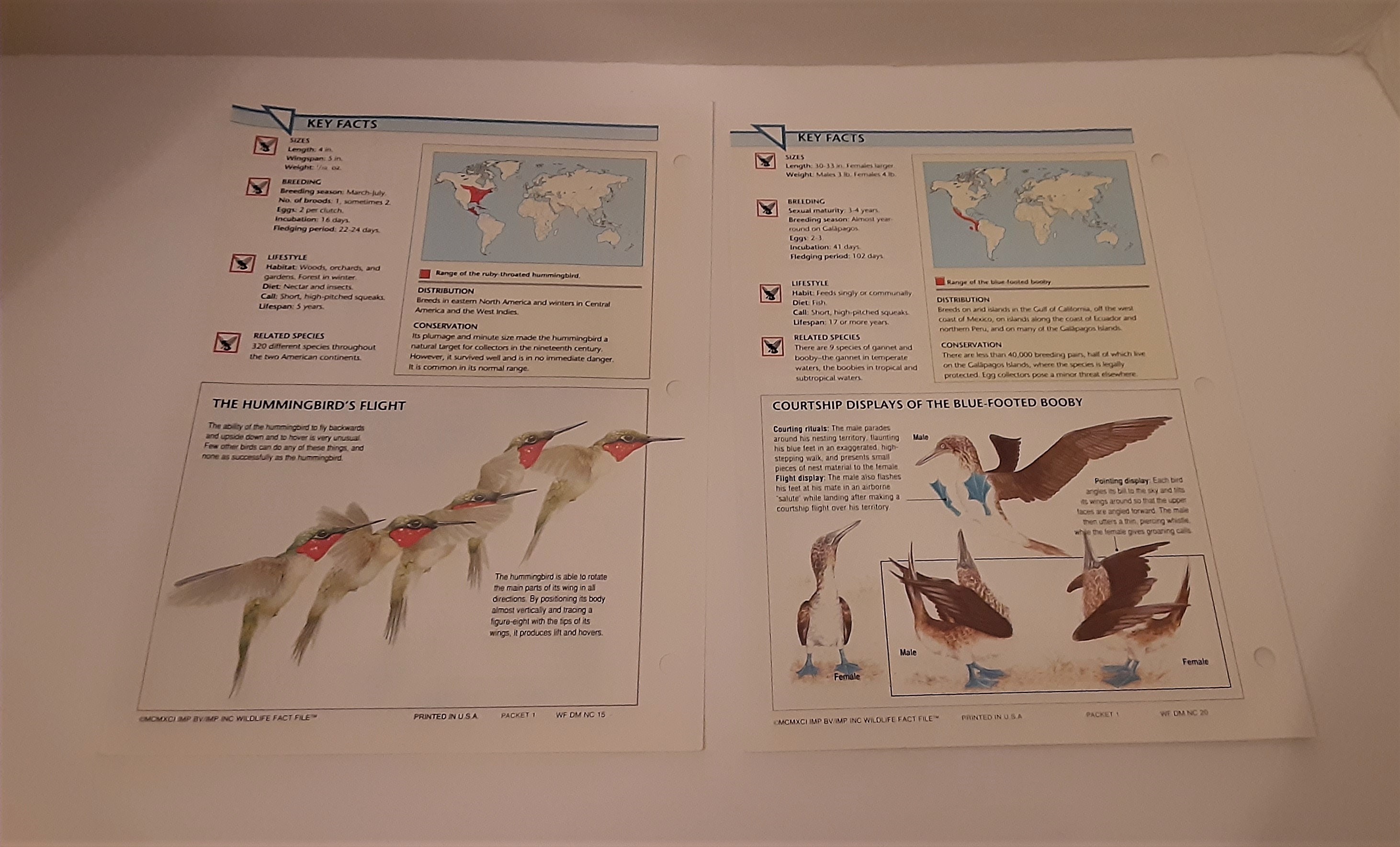 Wildlife Fact Files Set of 12 Assorted Animal Sheets Mammals - Etsy