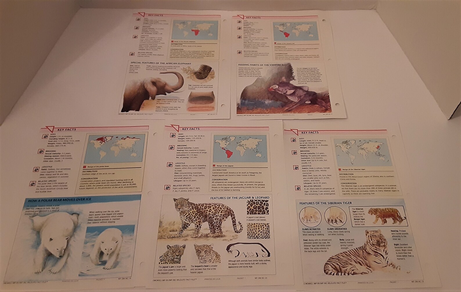 Wildlife Fact Files Set of 12 Assorted Animal Sheets Mammals - Etsy