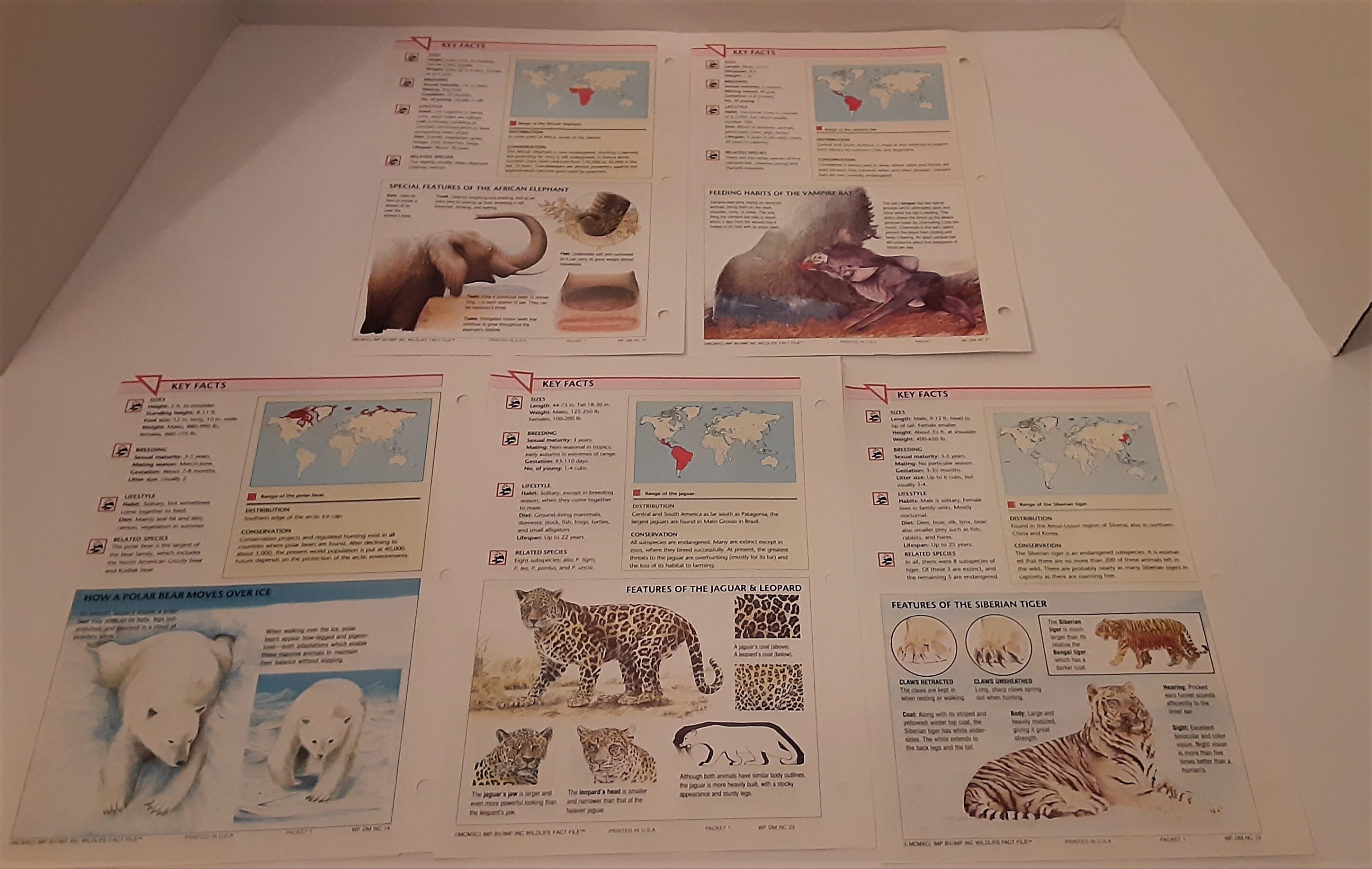 Wildlife Fact Files Set of 12 Assorted Animal Sheets Mammals - Etsy