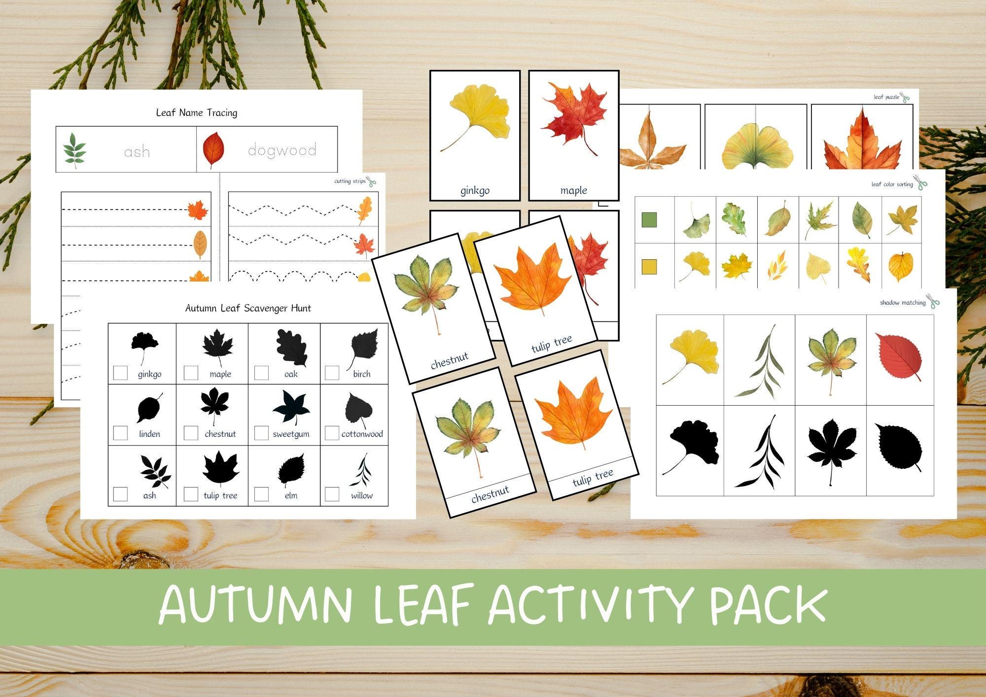 Fall Leaf Activity Pack, Fall Preschool Activity, Fall Kindergarten ...