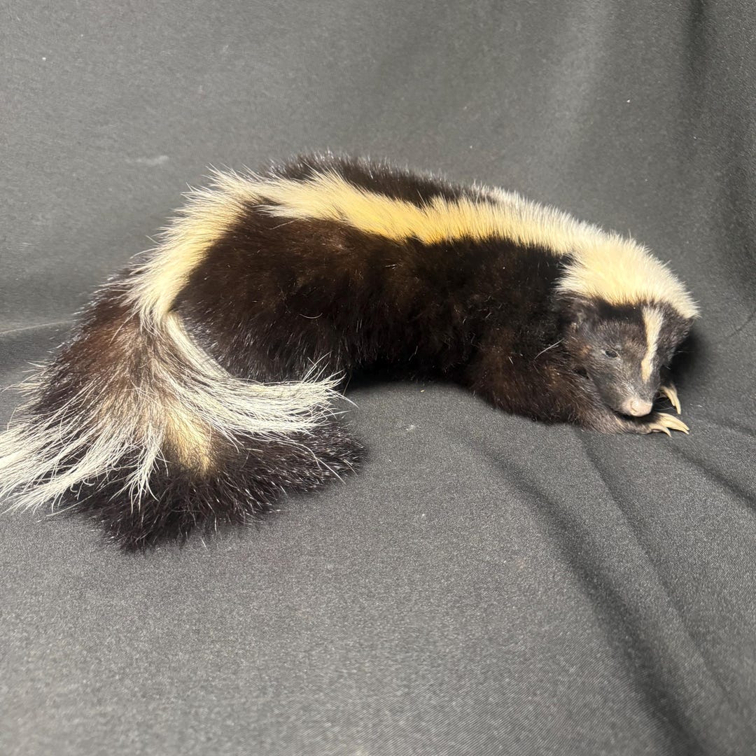 Skunk Taxidermy Mount - Etsy